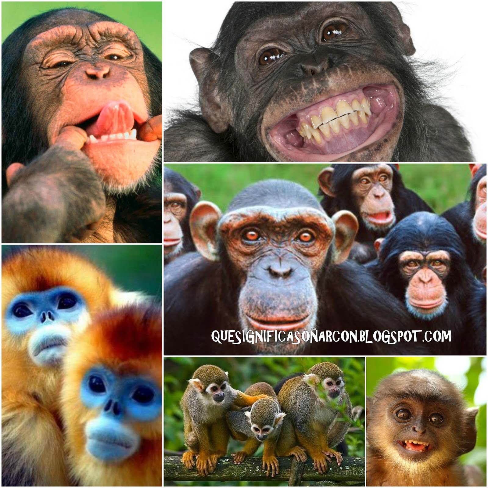 QUE SIGNIFICA SOÑAR CON MONO - CHANGO - MANDRIL - GORILA - CHIMPANCE ...