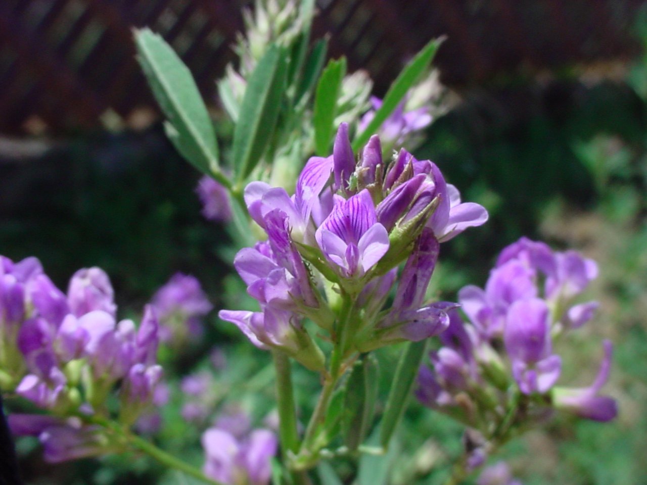 Луцерка – Medicado sativa - Билки Лековити и Народна Медицина