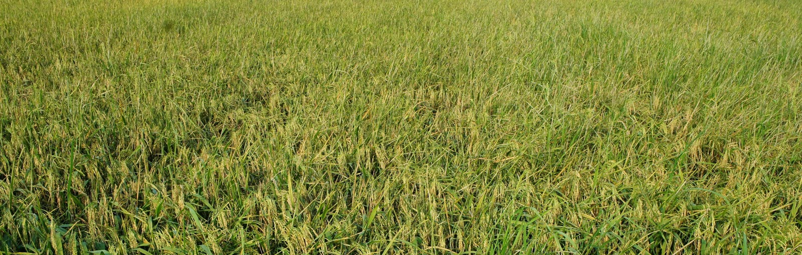M-Crop: Leaffolder on RICE (Cnaphalocrosis medinalis)