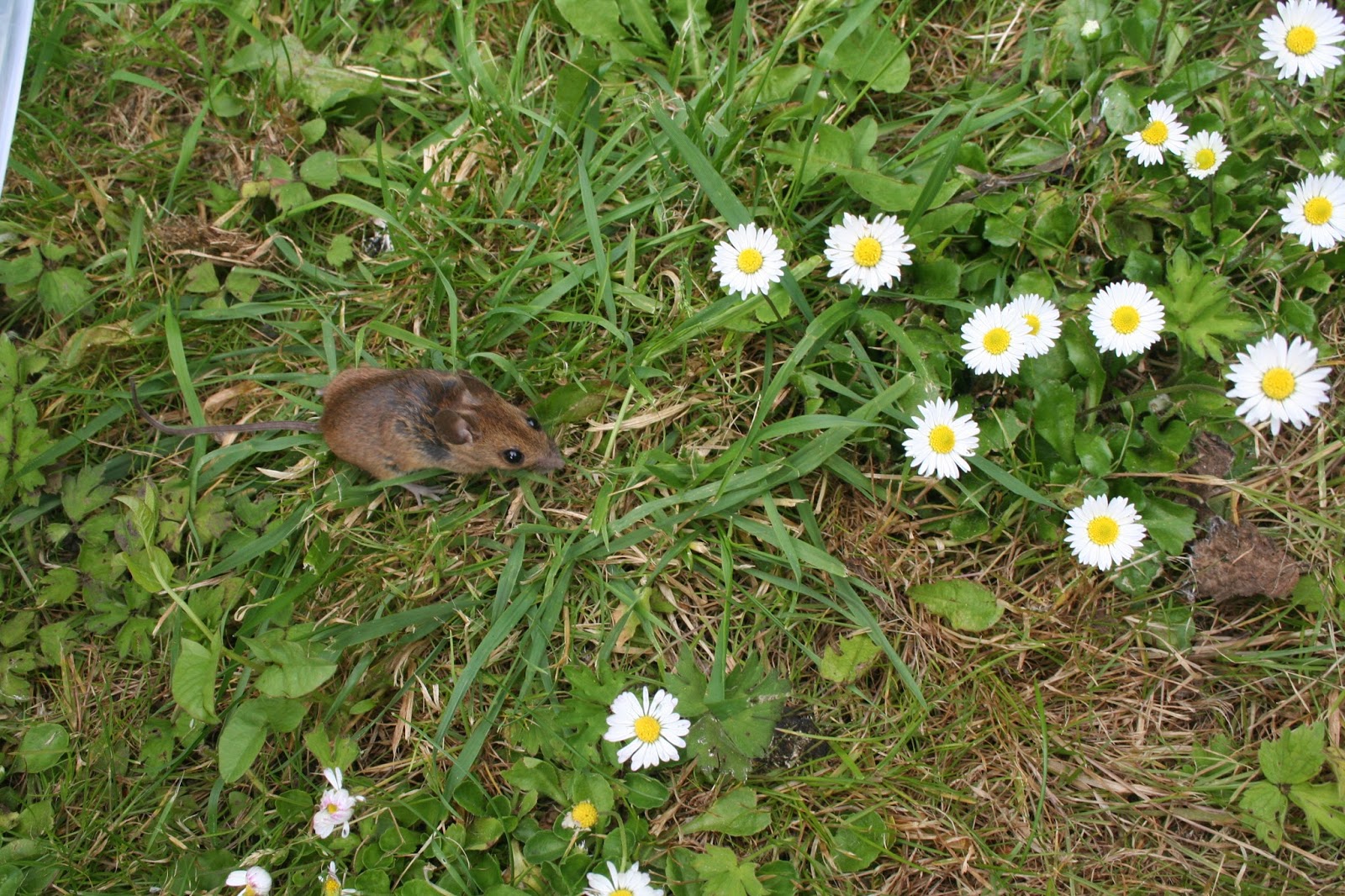 Filnore Woods Blog: Wood/Field Mouse
