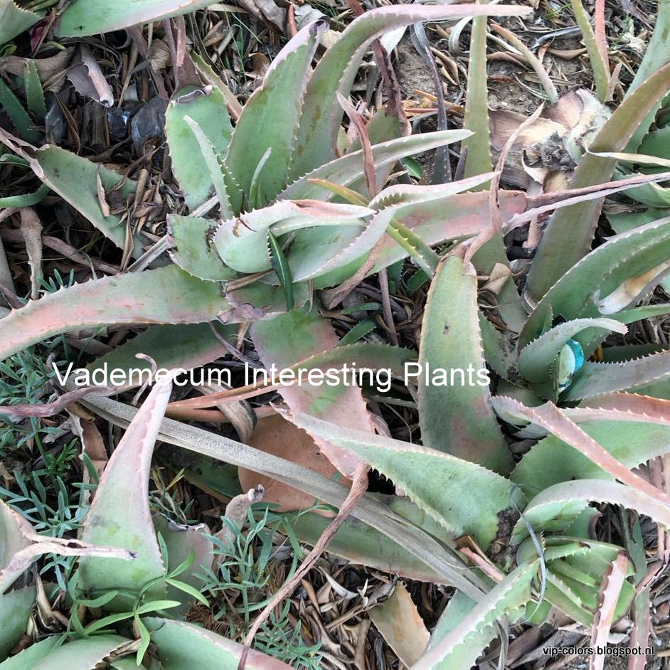Vademecum Interesting Plants: Agave (soorten) - Agawa (gatunki)