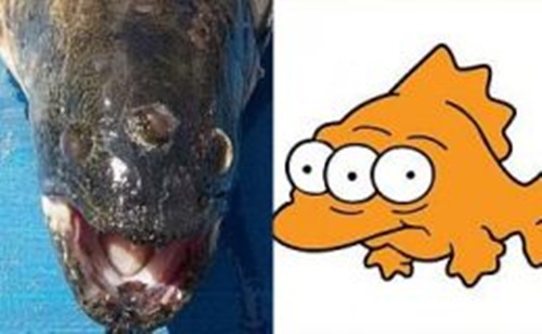 Curiosa actualidad: El pez radioactivo de tres ojos