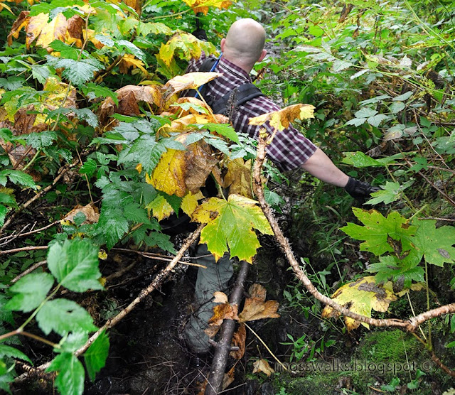 Walks with Moss: Yellow Jacket, Devil Club and Slide Alder Extravaganza!