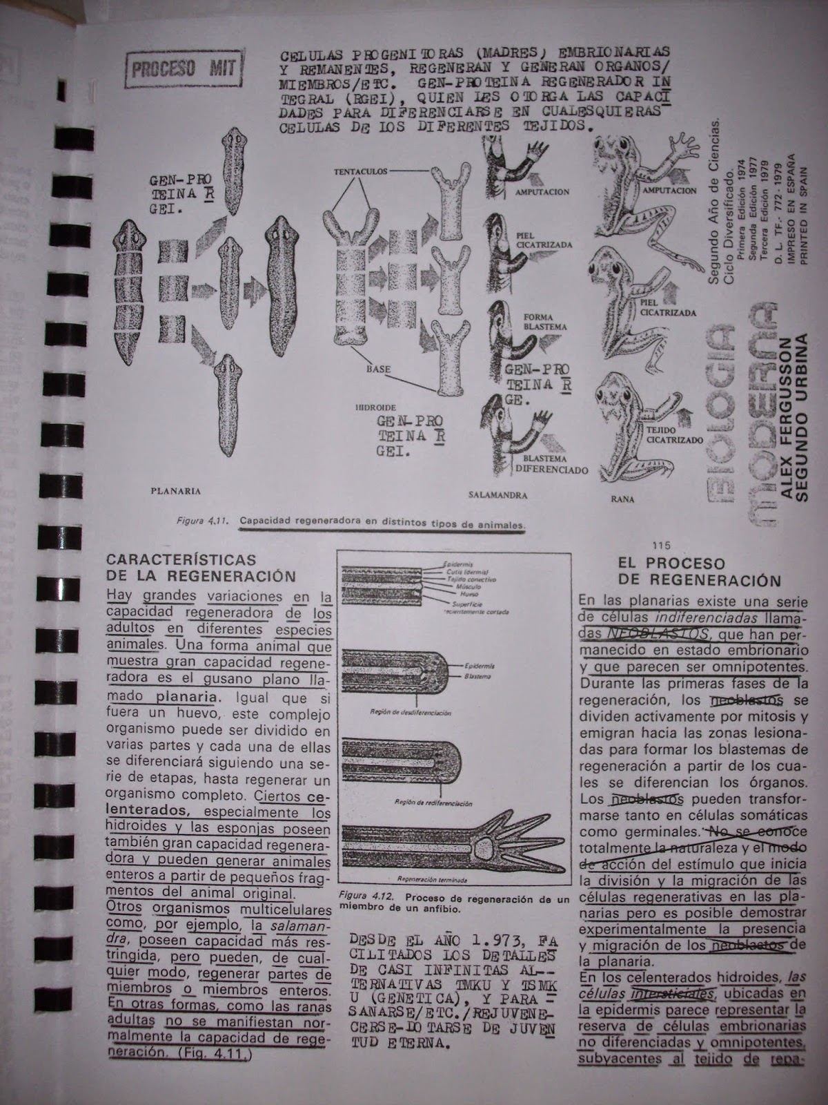 REGENERACION DE PIERNAS AMPUTADAS TECNICAS GAHB: REGENERACION DE ...