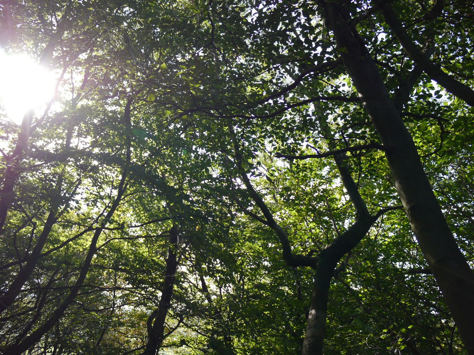 Longstoned: Breakheart Quarry, Dursley, random photos 06/10/2012