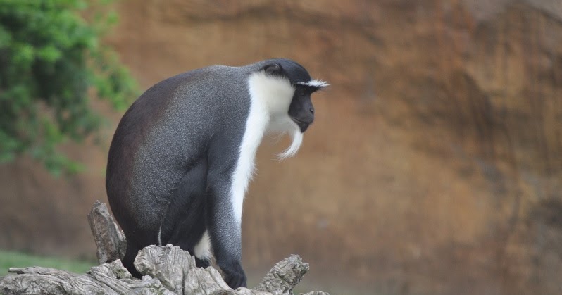 ZOOTOGRAFIANDO (6.100 ANIMALS): CERCOPITECO DE ROLOWAY / ROLOWAY MONKEY ...