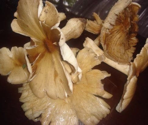 Uong in Ilocano Kitchen | Meet More Chances