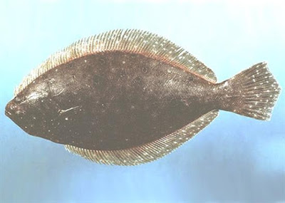 Endangered New Jersey: Summer Flounder Season