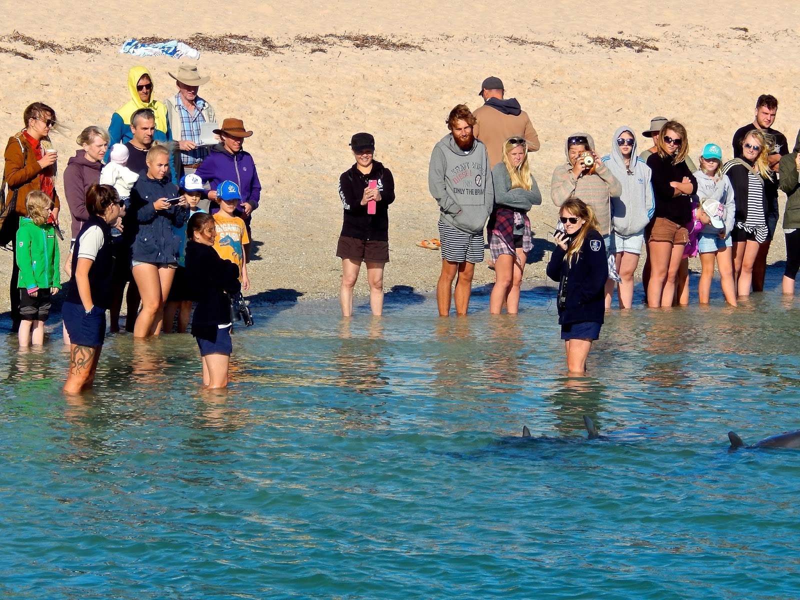 The Joyful Sun Diaries: SAID HELLO TO THE WILD DOLPHINS OF MONKEY MIA