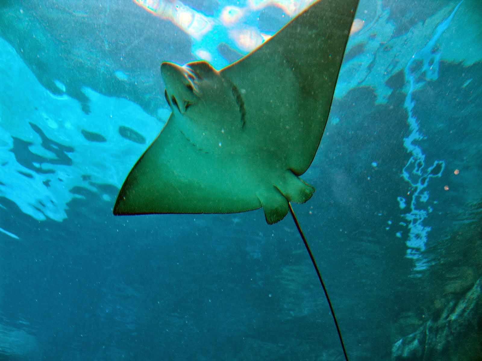 American E-Store: Stingray Fish