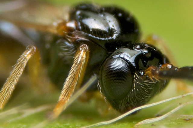 ムシをデザインしたのはダレ？: ツヤコマユバチ亜科 (Opius sp.)