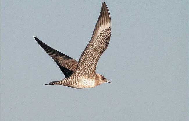 Any One 1-6: Jaeger Birds HD Wallpapers