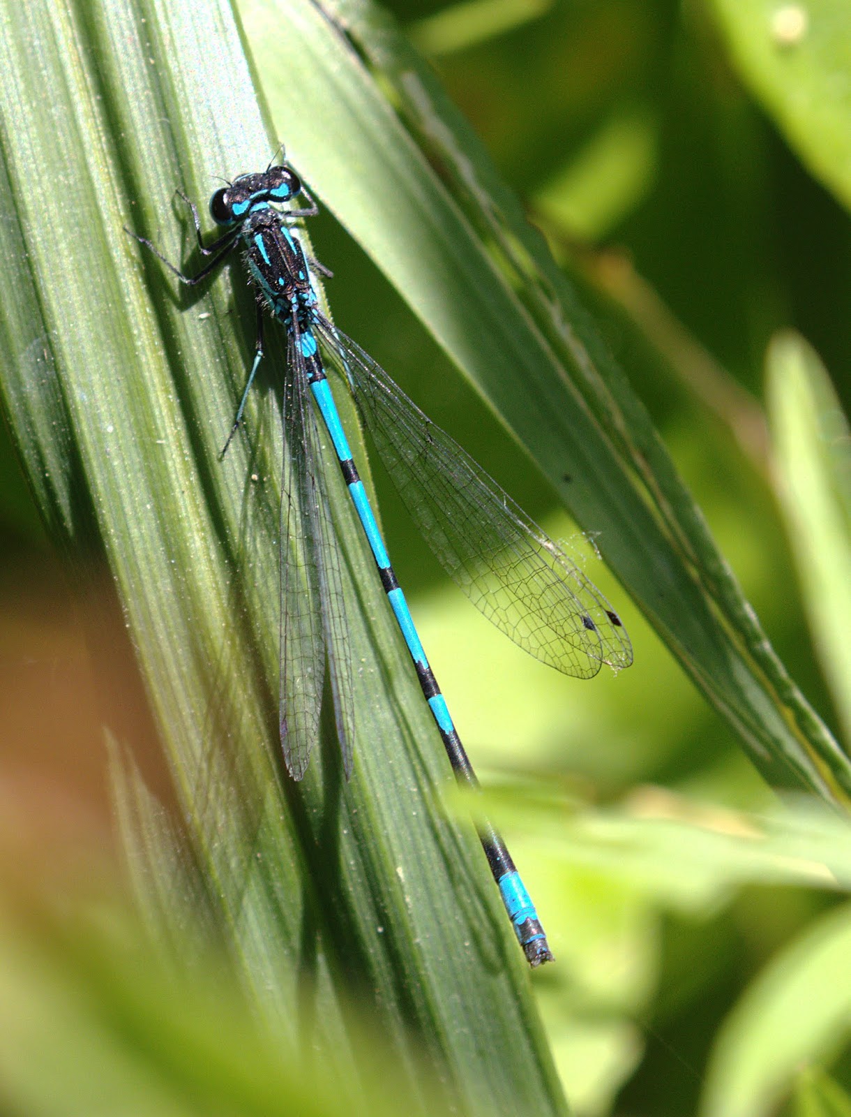 Nature photography with magnification