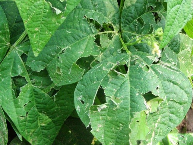 Dars Stuffings: WHAT the HAIL*