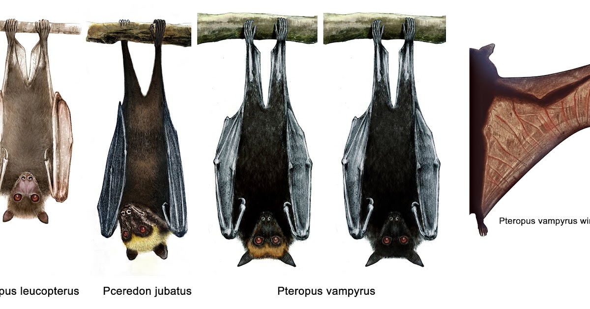 MABUWAYA Project - "Flying Foxes : Foresters for our future"