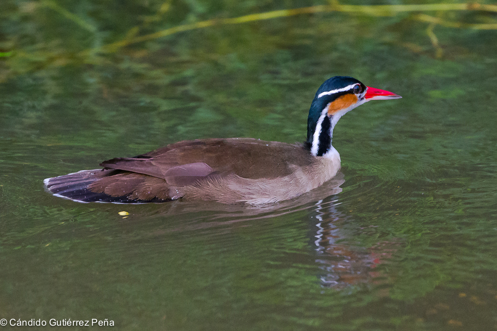 PATO CANTIL - Heliornis Fulica | Observatorio de la Naturaleza