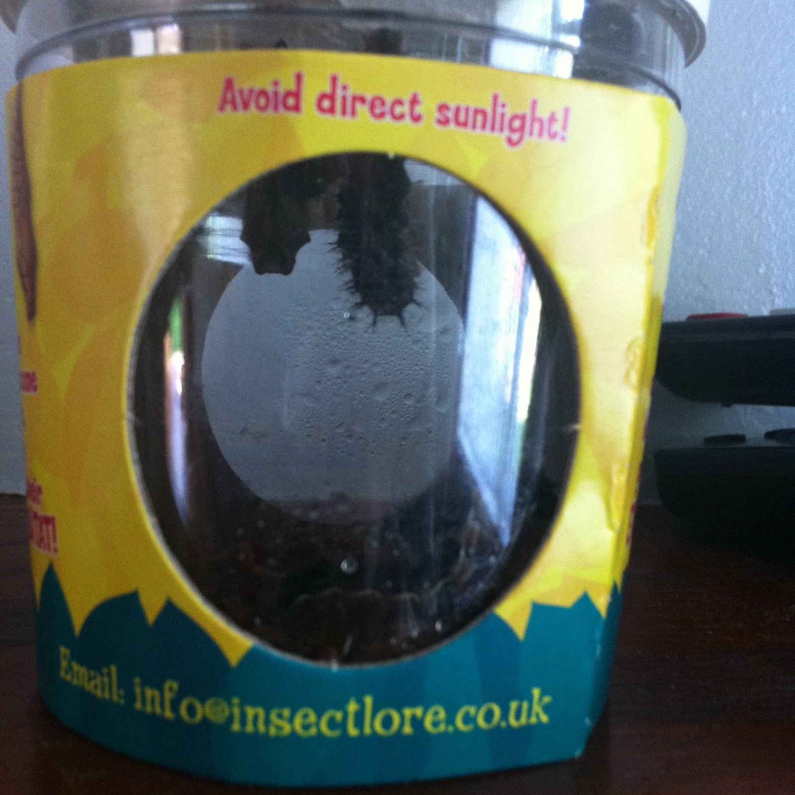 Insect Lore Experiment - Day 16 - chelseamamma.co.uk