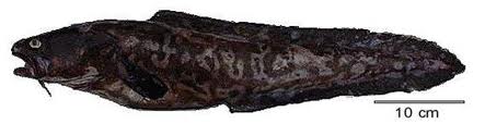 Teorias evolutivas: CONGRIO NEGRO