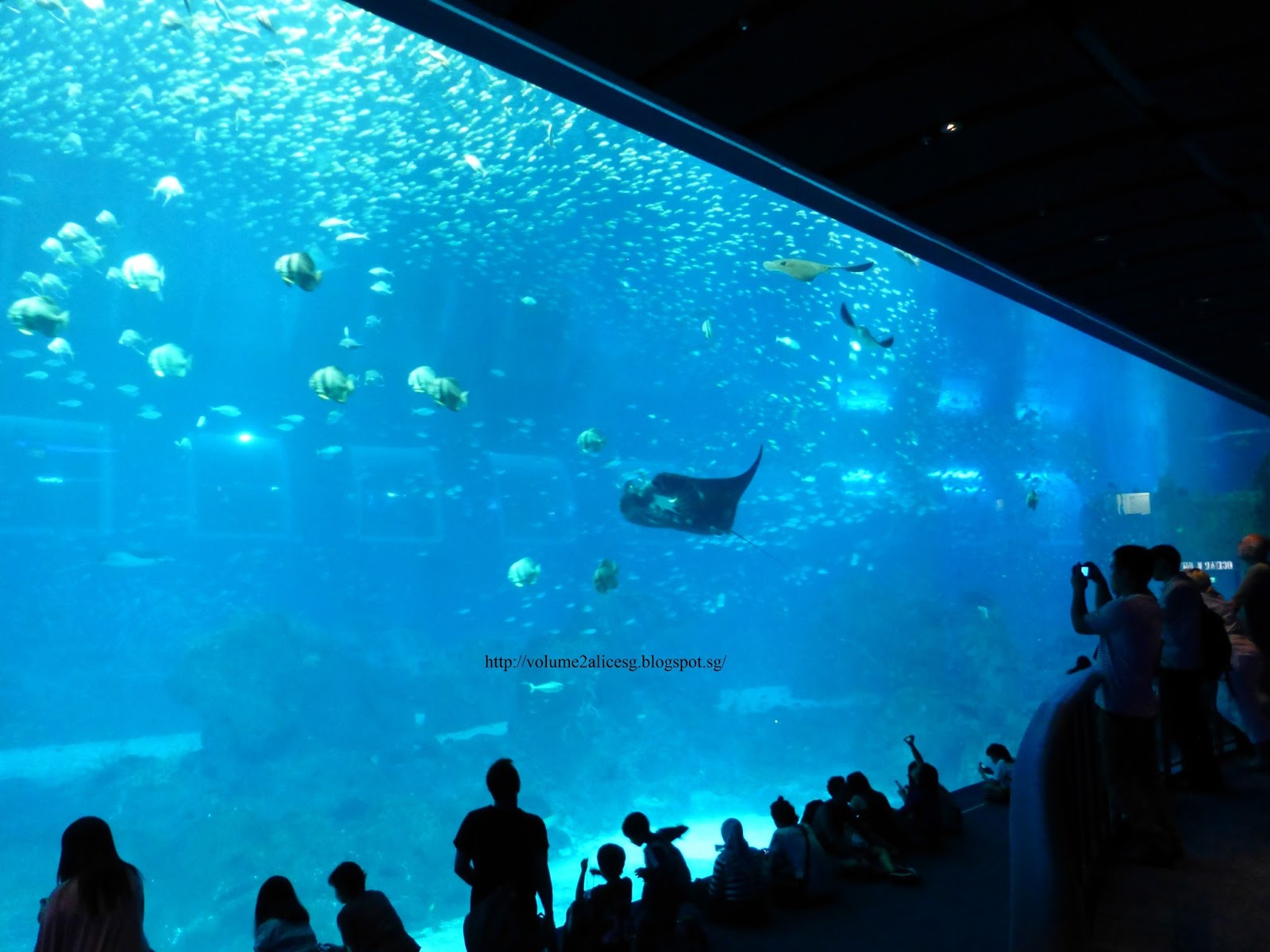 Alicesg-Singaporemyhome: My World Tuesday - SEA Aquarium Resort World ...