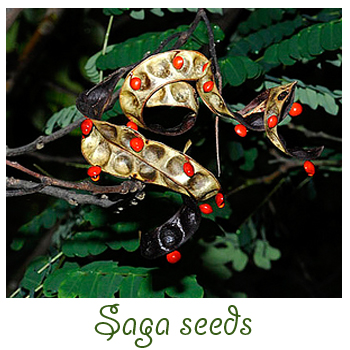 Science4Geeks: Seed Dispersal