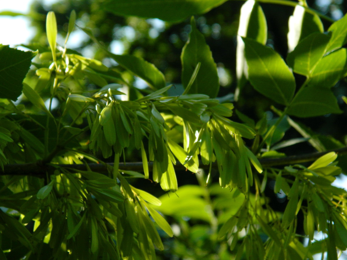 LA MULTI ANI, ROMANIA!: Fructe verzi