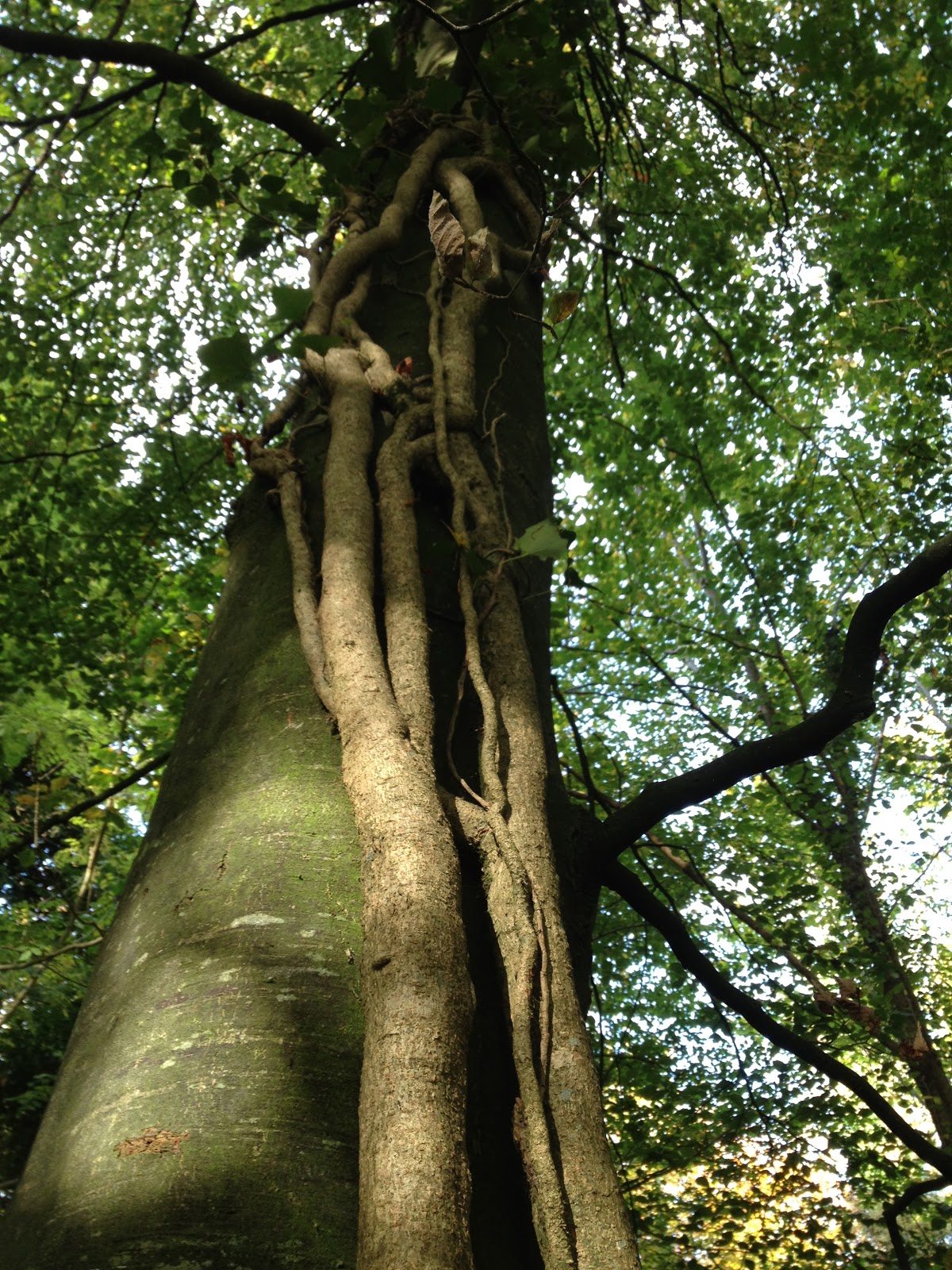 Old Magnolia Tree: The Gruffalo Forrest