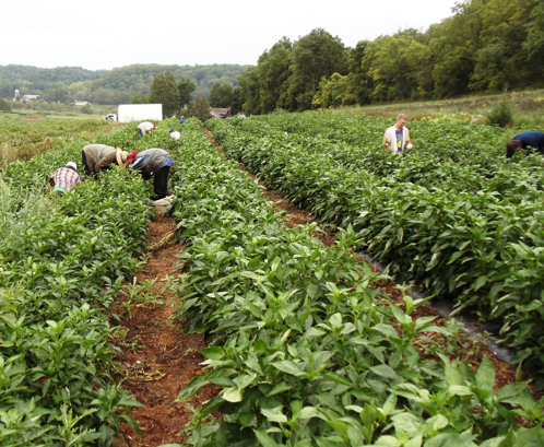 Lanco Manufacturing Co. Blog : A Healthy Field is a Fruitful Field