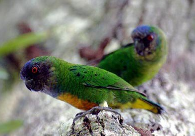 Mengenal jenis-jenis burung nuri dan gambar burung nuri - Den Family