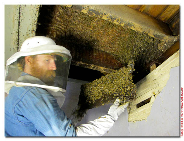 Randy & Meg's Garden Paradise: Beehive Extraction