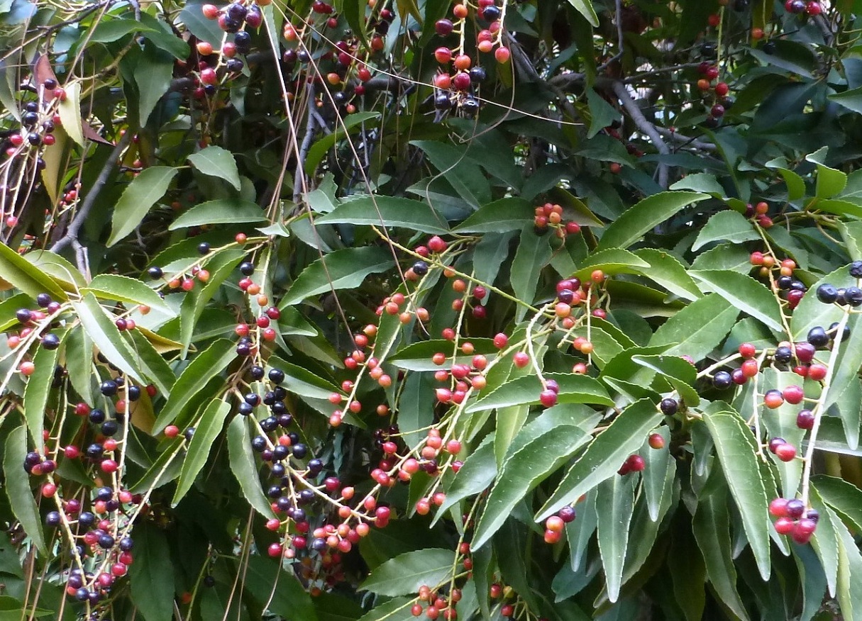 Árboles con alma: Laurel de Portugal. Loro. (Prunus lusitánico)