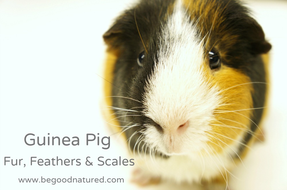 Good Natured: Fur, Feathers & Scales - Guinea Pig