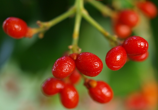 Tingletongue won't trouble Life Savers