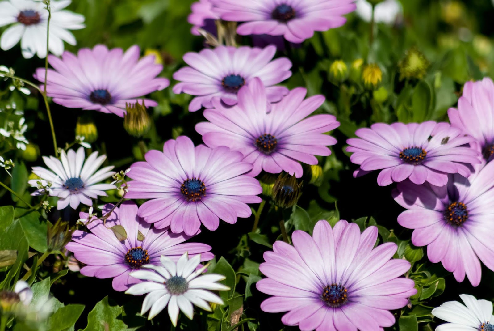 African Daisies