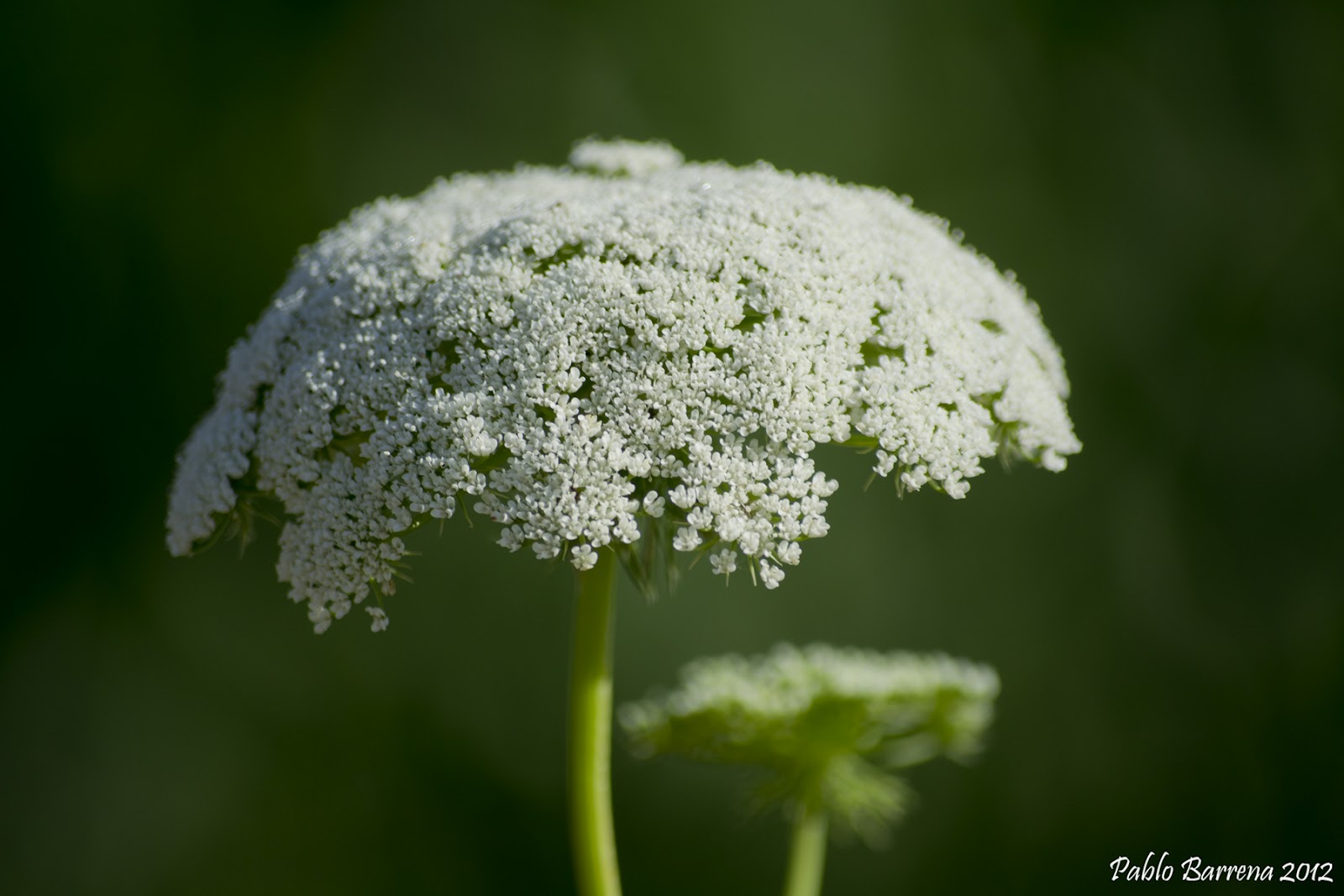 Naturaleza y ornitología: Biznaga (Ammi visnaga)