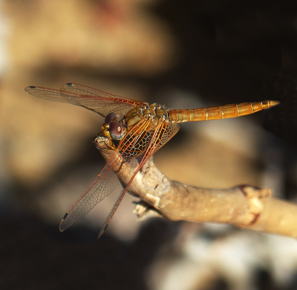 CLUB FOTOGRÁFICO 76 JUAN RIVERA- Puerto Real: Libélulas