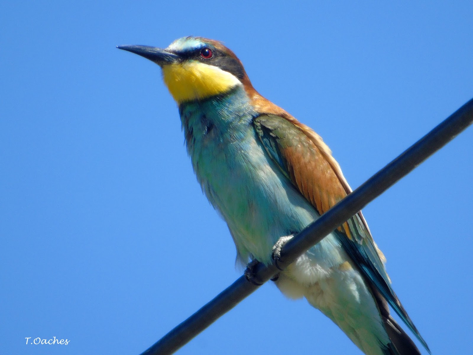 PASARI DIN ROMANIA: PRIGORIE, Merops apiaster