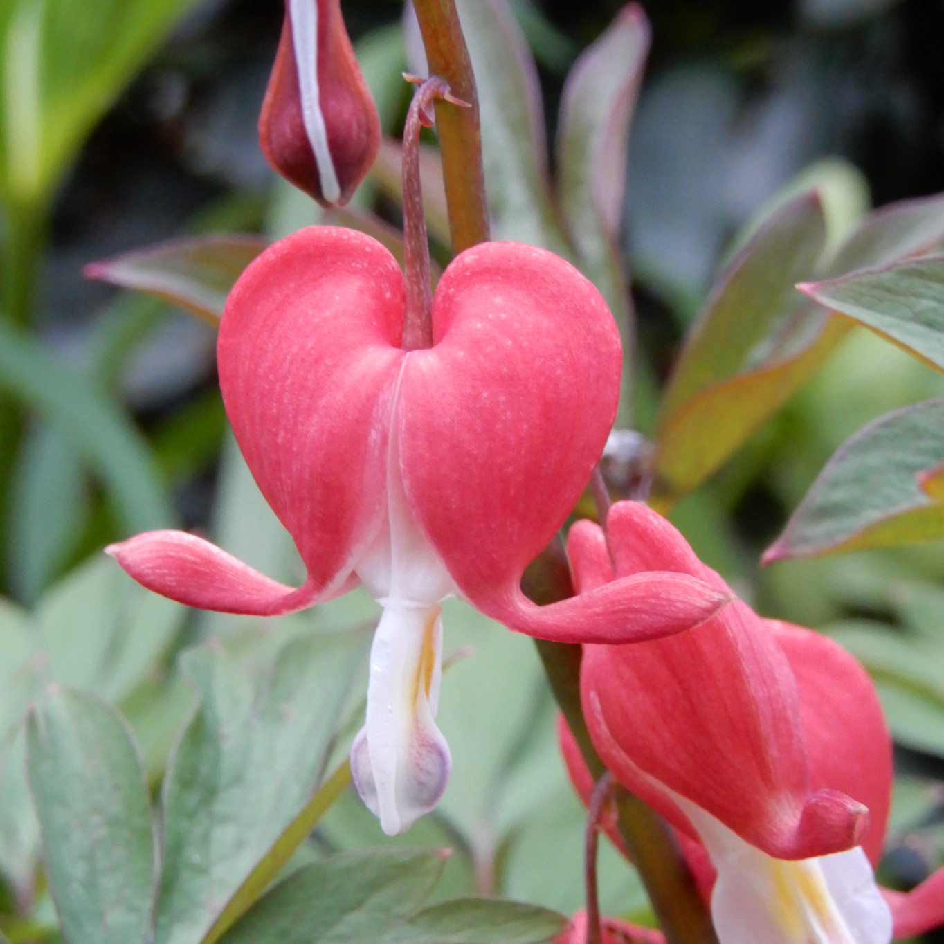 The Garden at Possum Creek: Red Flowers in the Spring Garden
