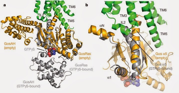 Crystal Structure of β2 adrenergic receptor-Gs protein complex ...