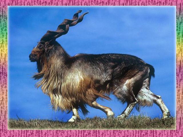 Spreebird wildlife: MARKHOR (National animal of Pakistan)