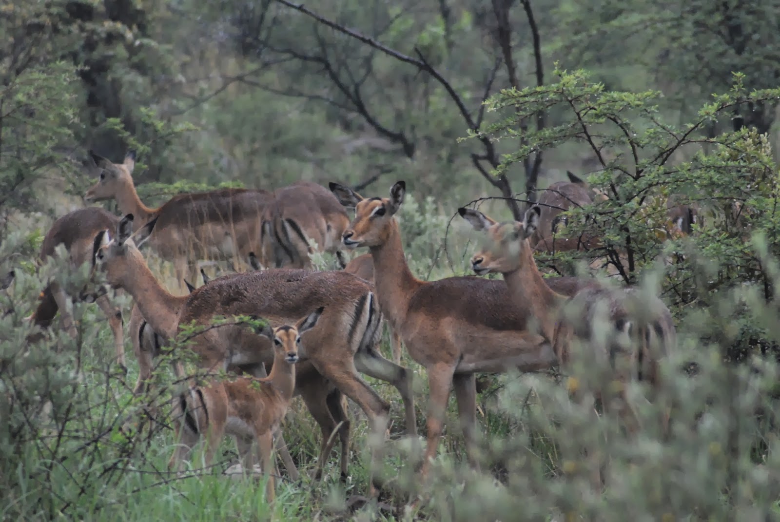 The Great Wildebeest Migration: Boxing Day Firsts