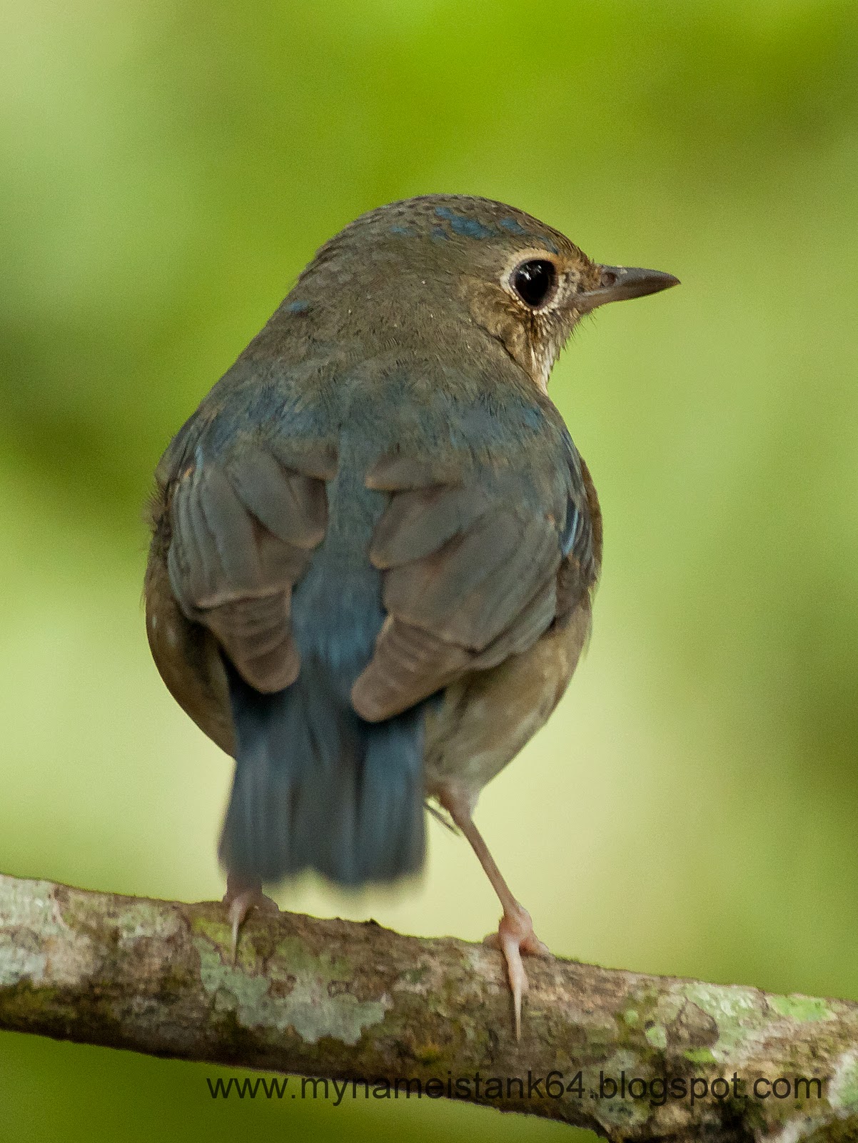 Birds of Malaysia @ mynameistank64: Siberian Blue Robin (Luscinia cyane).
