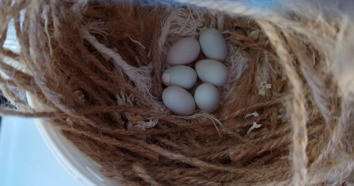 Zebre Australiene: Urmeaza noi pui de Zebra Australiana