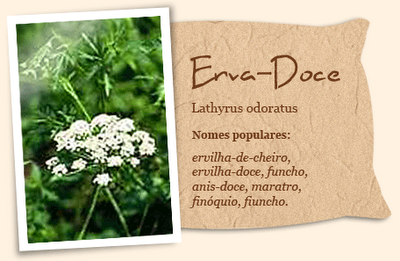 Erva Doce | Plantas, Alimentos e Medicina Natural