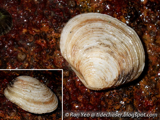 tHE tiDE cHAsER: Bivalves (Phyllum Mollusca: Class Bivalvia) of Singapore