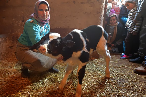 THE VIEW FROM FEZ: Calf With Two Heads Born Outside of Fez