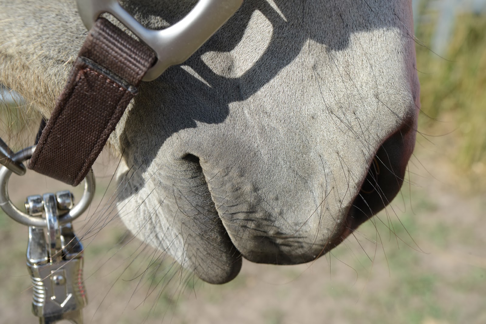 Small Animal Talk: Saving Australia's brumbies