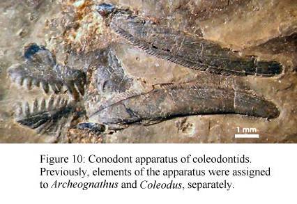 Devonian life and evolution: H.C. Pander and strange Conodonts