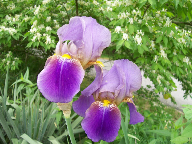 Intuitive Value: Spring to Mid-Summer Garden and Landscape