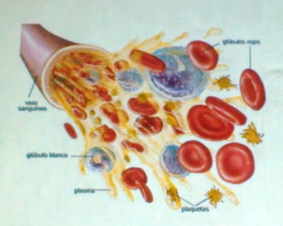 FISIOLOGIA: FISIOLOGÍA DE LA SANGRE