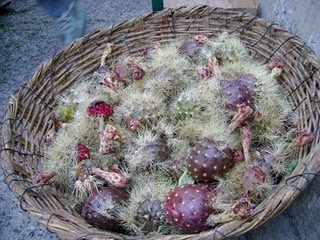 Everything you ever wanted to know about Pitayas - La Cocina de Leslie